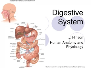 PPT - Pathophysiology of Digestive system PowerPoint Presentation, free ...