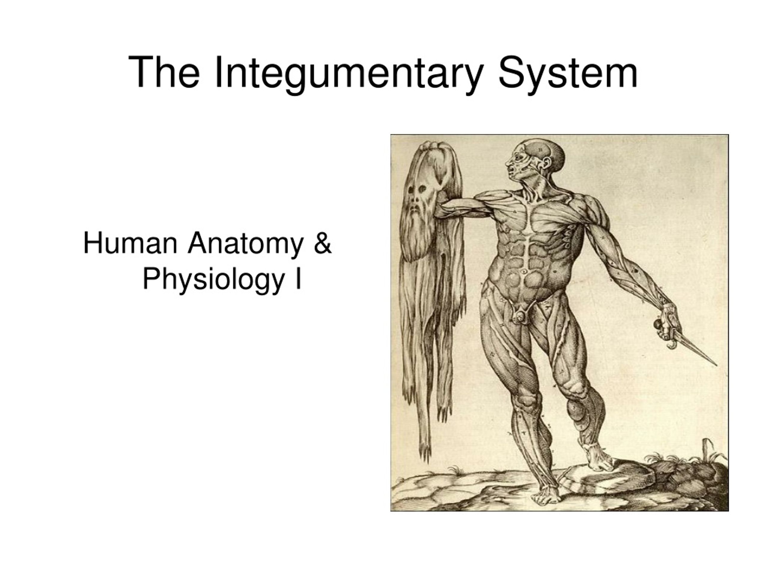 PPT - The Integumentary System PowerPoint Presentation, free download ...