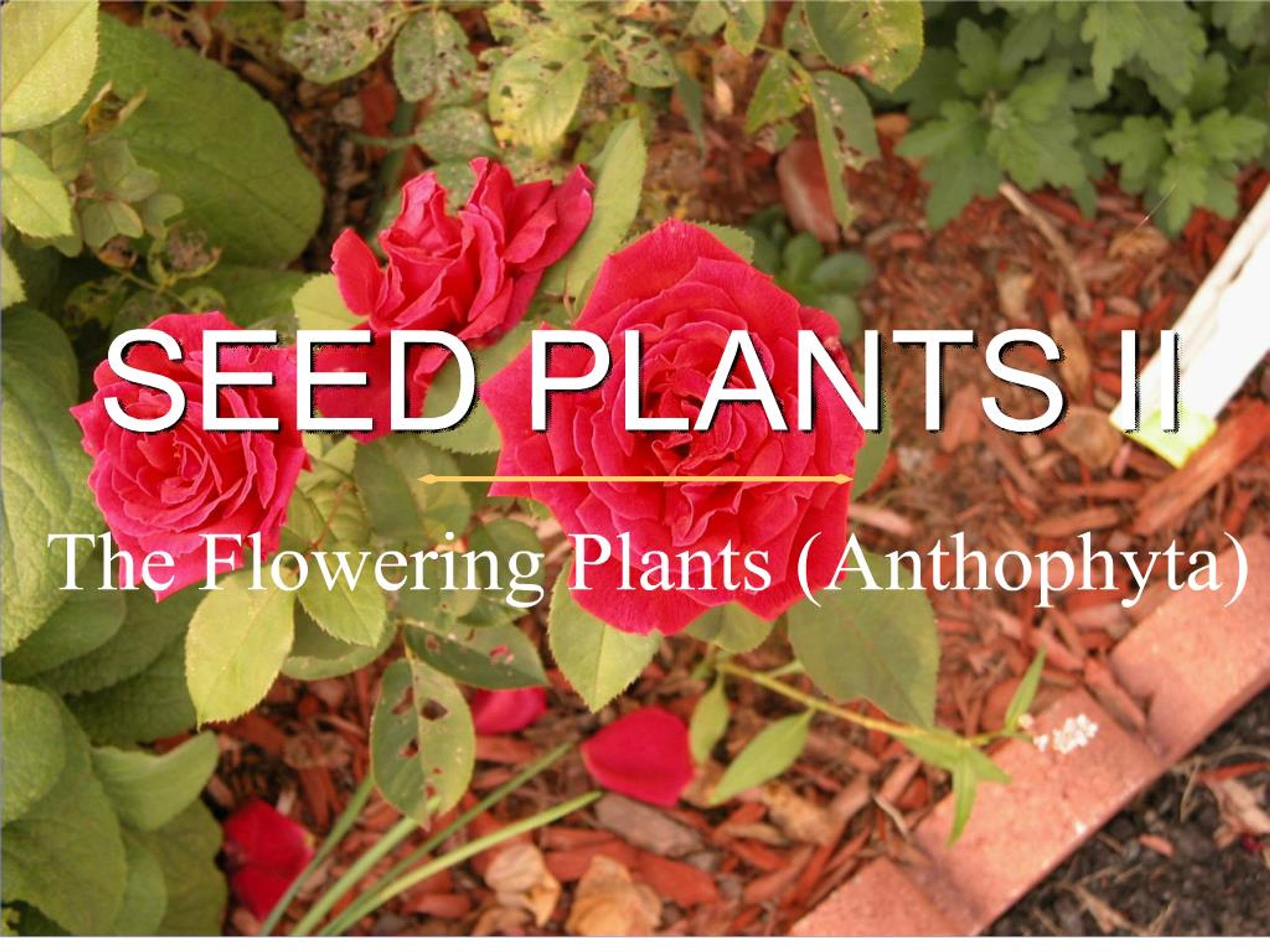 PPT - Phylum Anthophyta Angiosperms PowerPoint Presentation, free ...