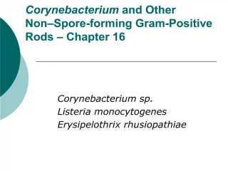 PPT - Aerobic Non-Spore Forming Gram-Positive Bacilli PowerPoint ...