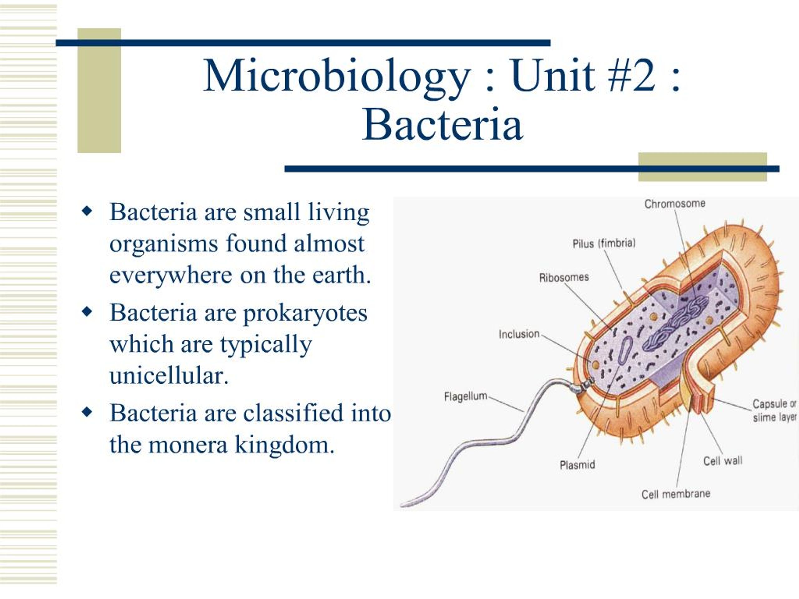 PPT - Microbiology : Unit 2 : Bacteria PowerPoint Presentation, free ...