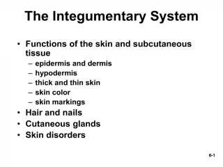 PPT - The Integumentary System PowerPoint Presentation, free download ...