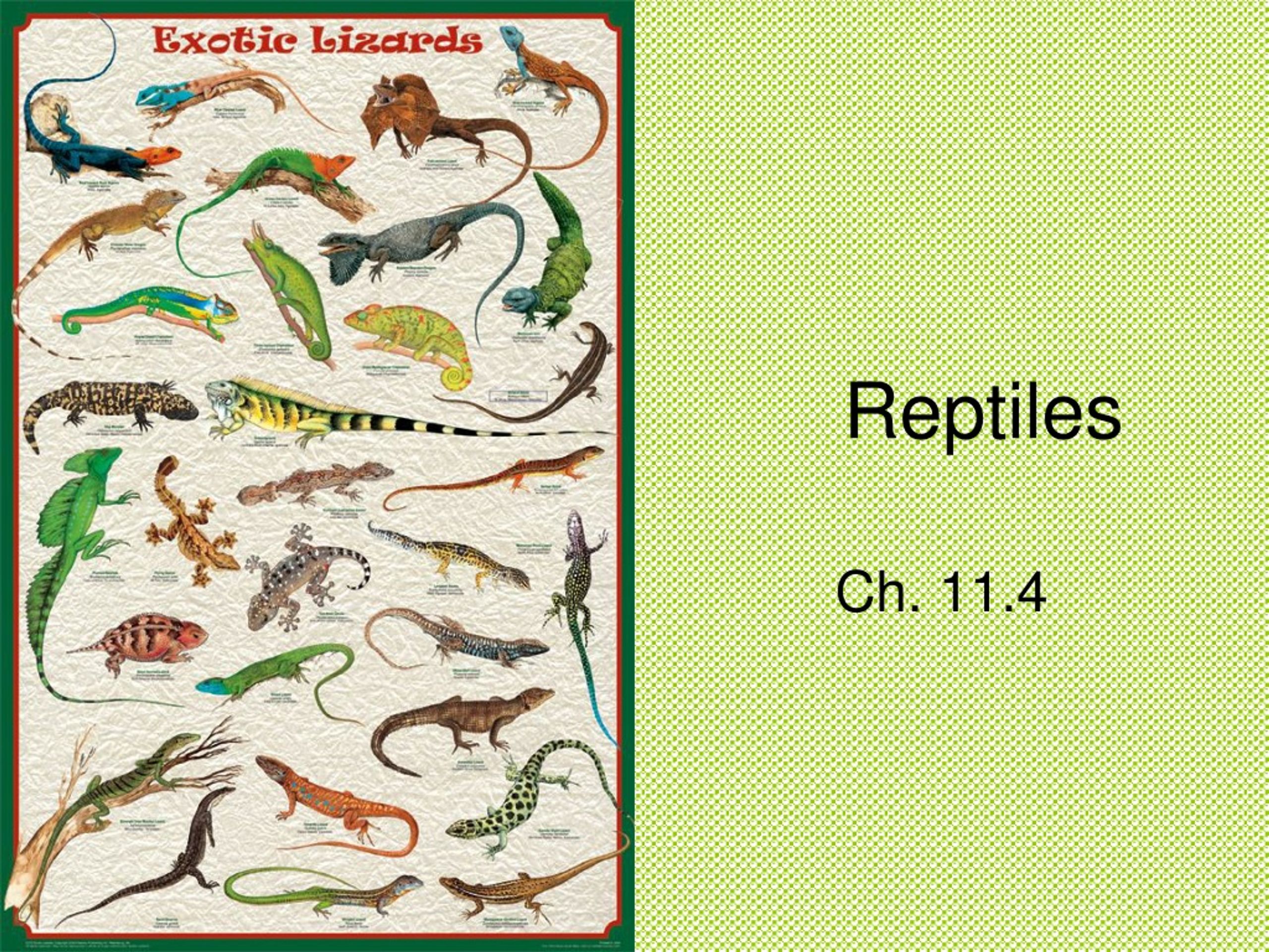 PPT - Reptiles PowerPoint Presentation, free download - ID:208301