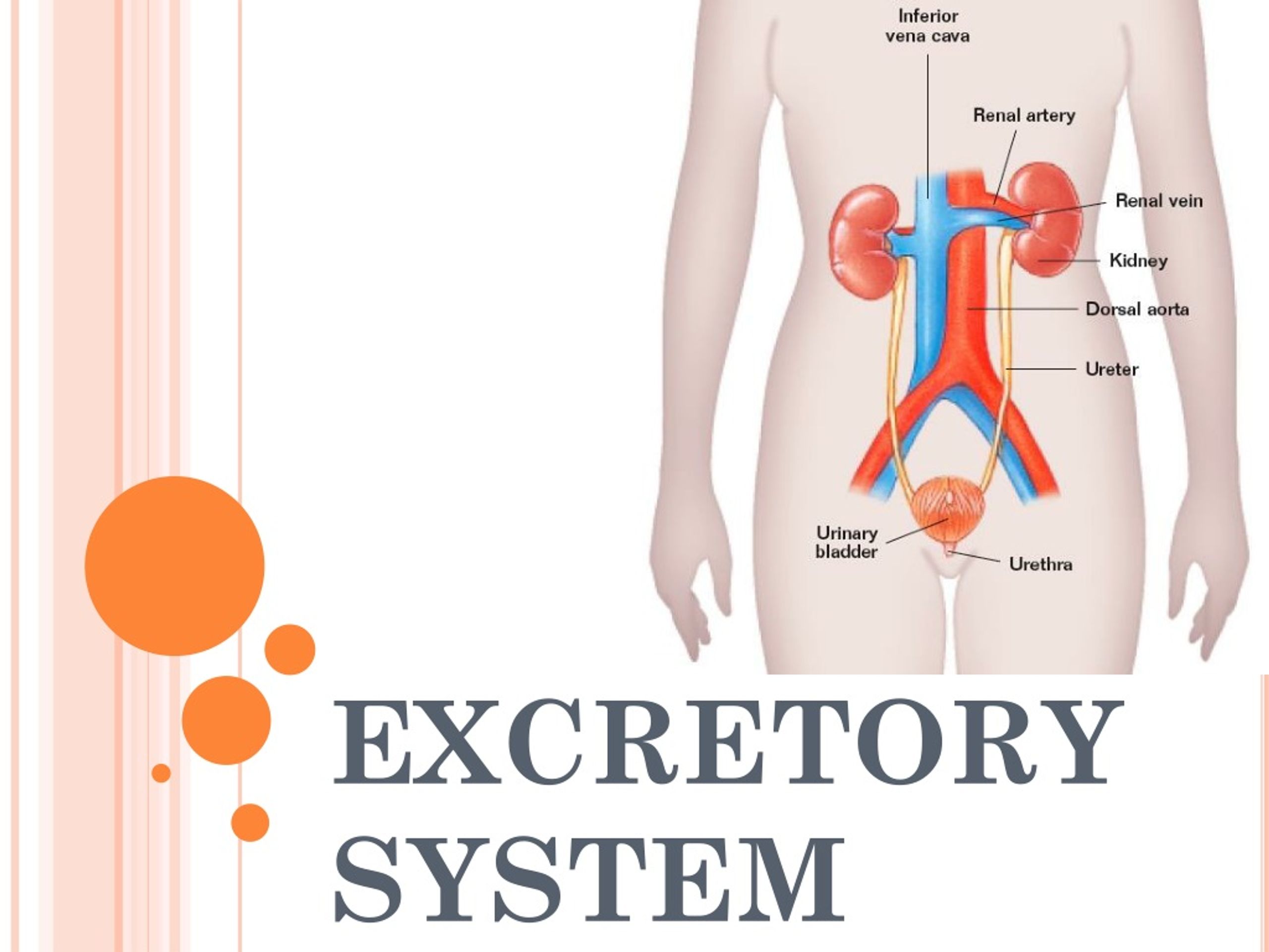 PPT - EXCRETORY SYSTEM PowerPoint Presentation, free download - ID:210089