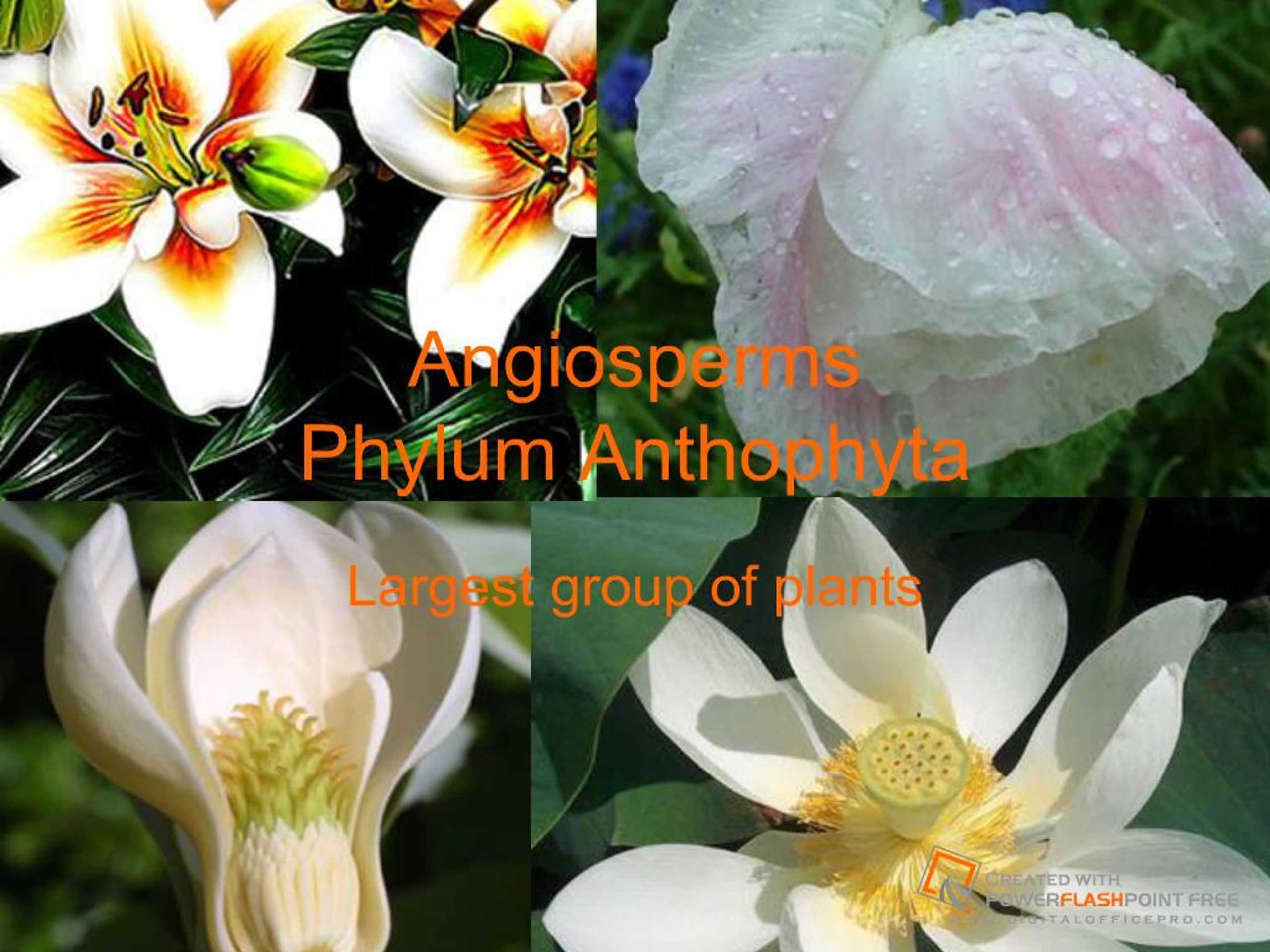 PPT - Chapter 19 Angiosperm PowerPoint Presentation, free download - ID ...