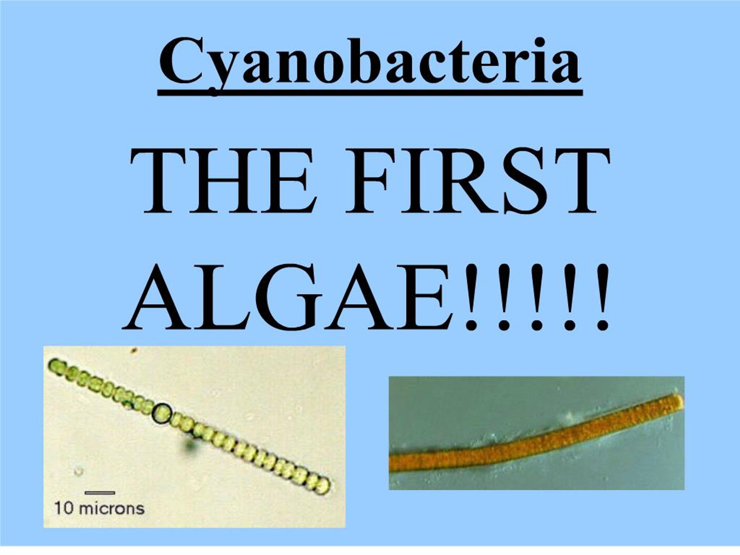 PPT - Cyanobacteria PowerPoint Presentation, free download - ID:218784