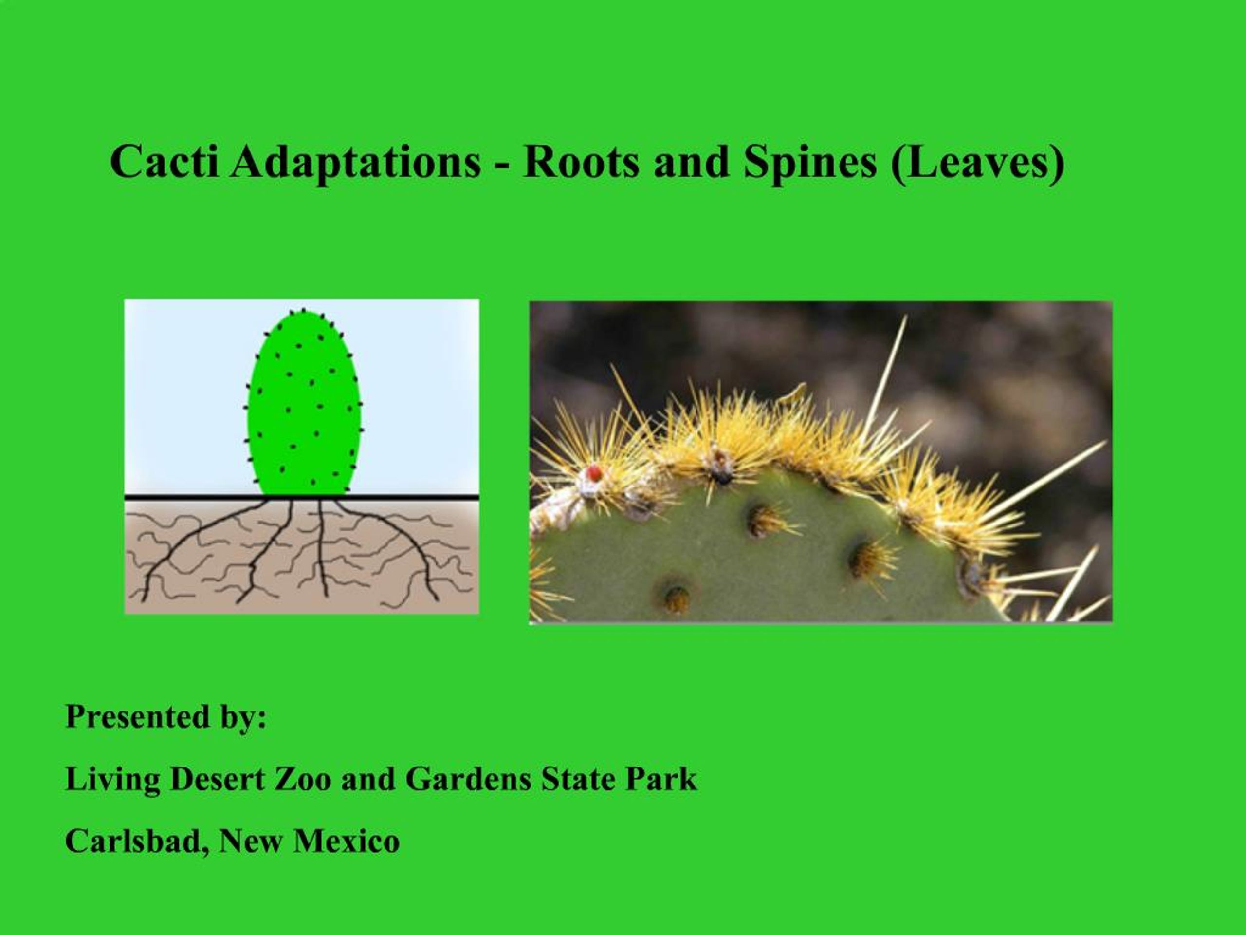 PPT - Cacti Adaptations - Roots and Spines Leaves PowerPoint ...