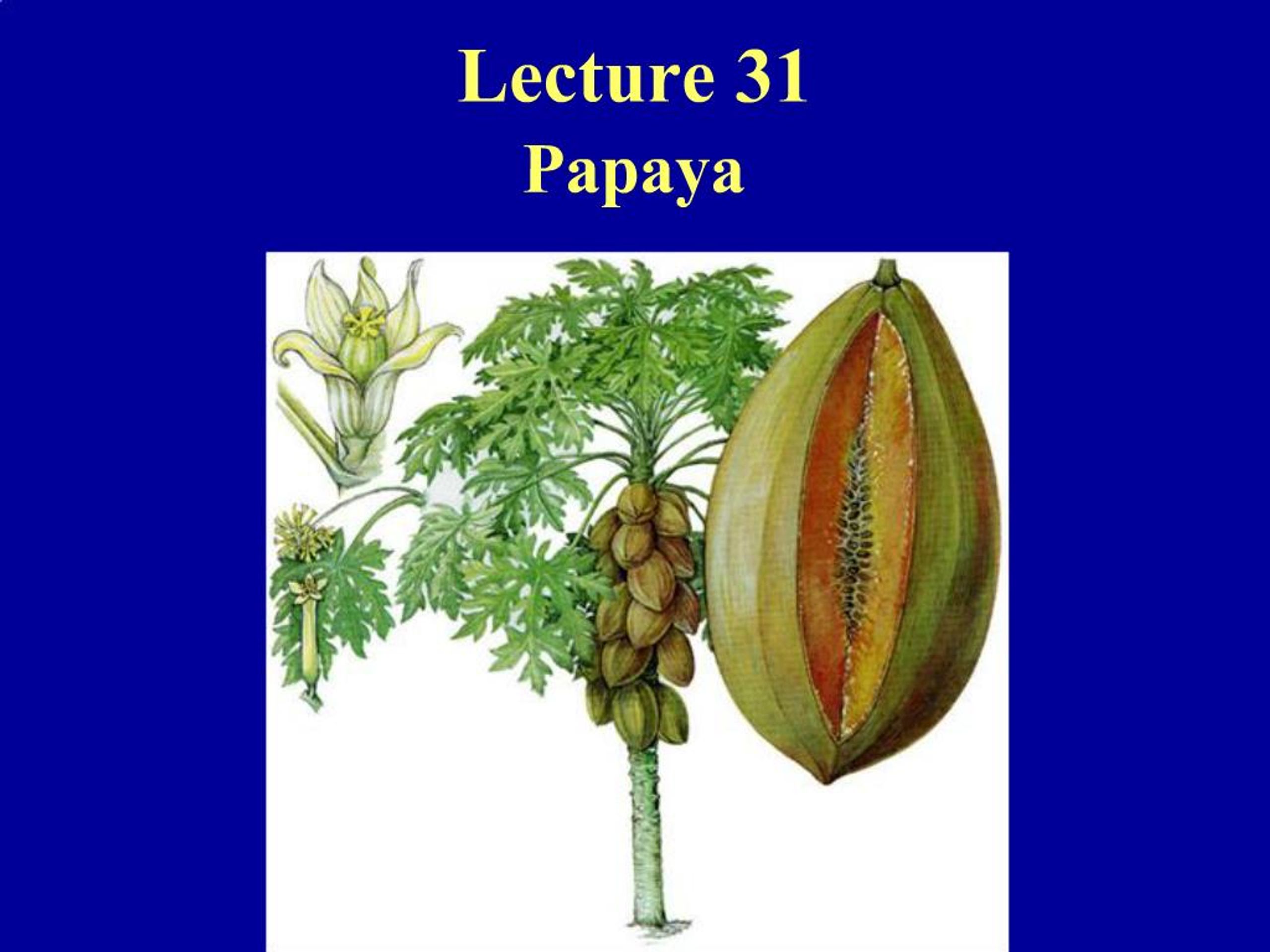 PPT - Lecture 31 Papaya PowerPoint Presentation, free download - ID:240719