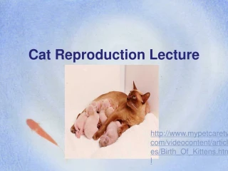 PPT - Reproduction in the Cat PowerPoint Presentation, free download ...