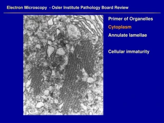 PPT - Electron Microscopy - Osler Institute Pathology Board Review ...