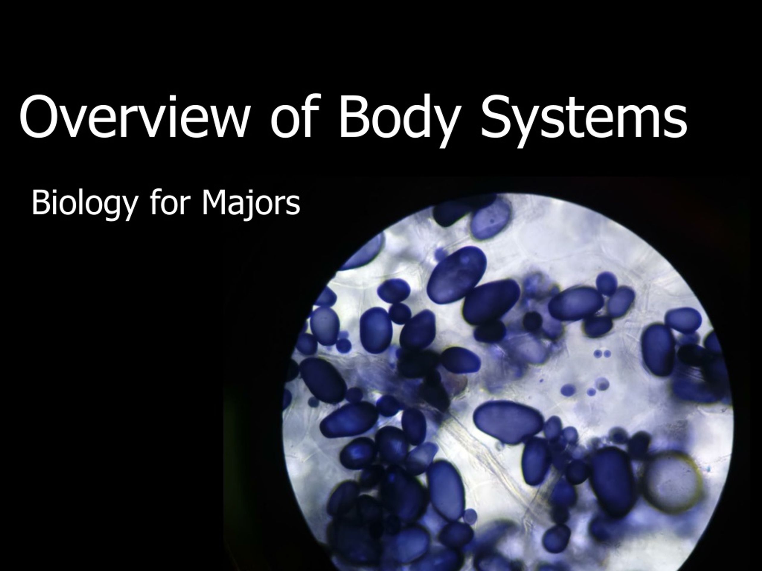 PPT - Overview of Body Systems PowerPoint Presentation, free download ...