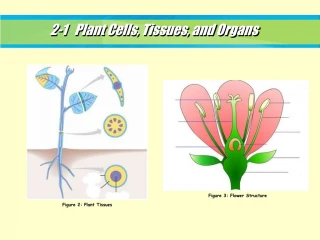 PPT - Plant Organs PowerPoint Presentation, free download - ID:2770607