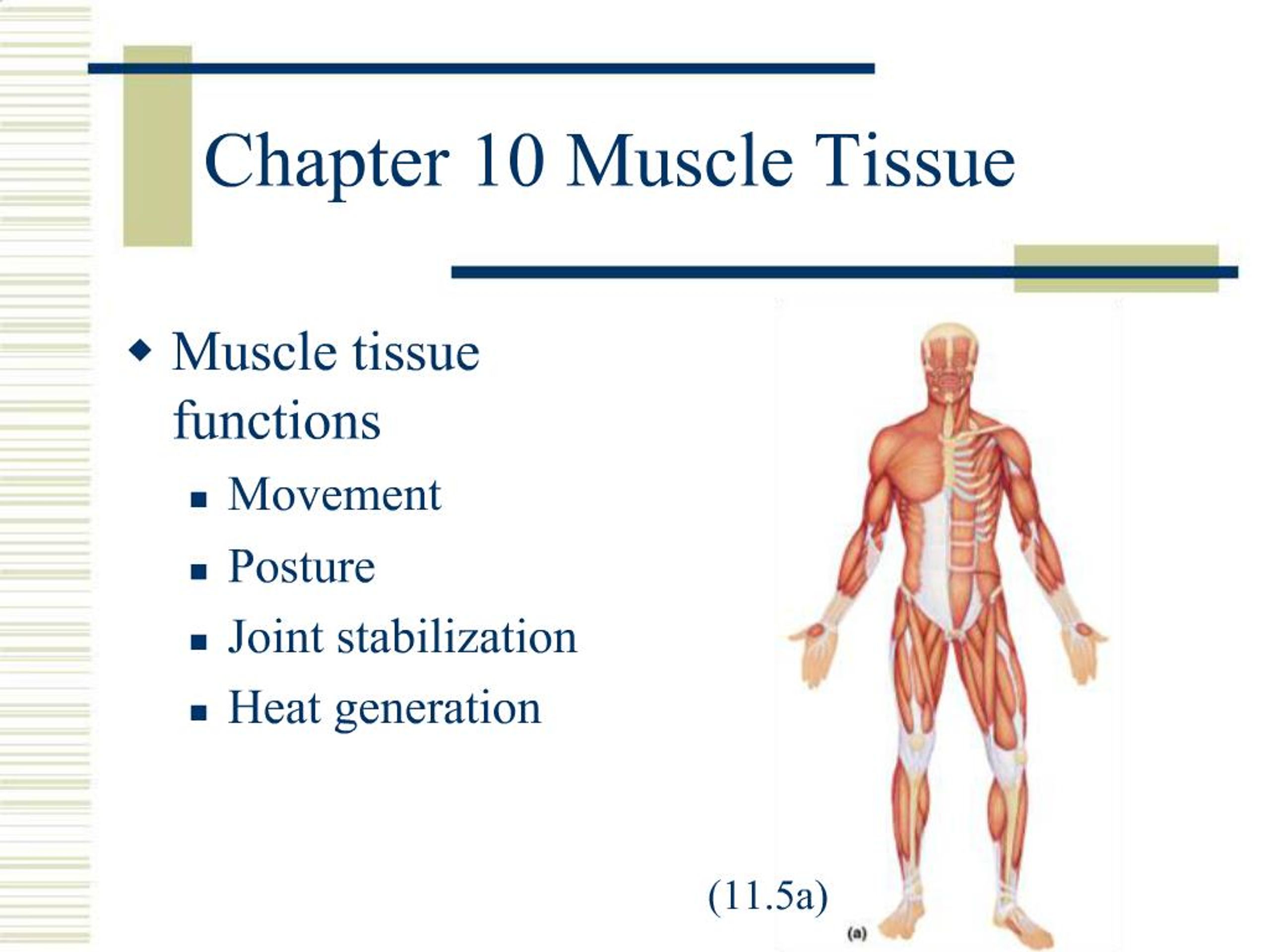 PPT - Chapter 10 Muscle Tissue PowerPoint Presentation, free download ...