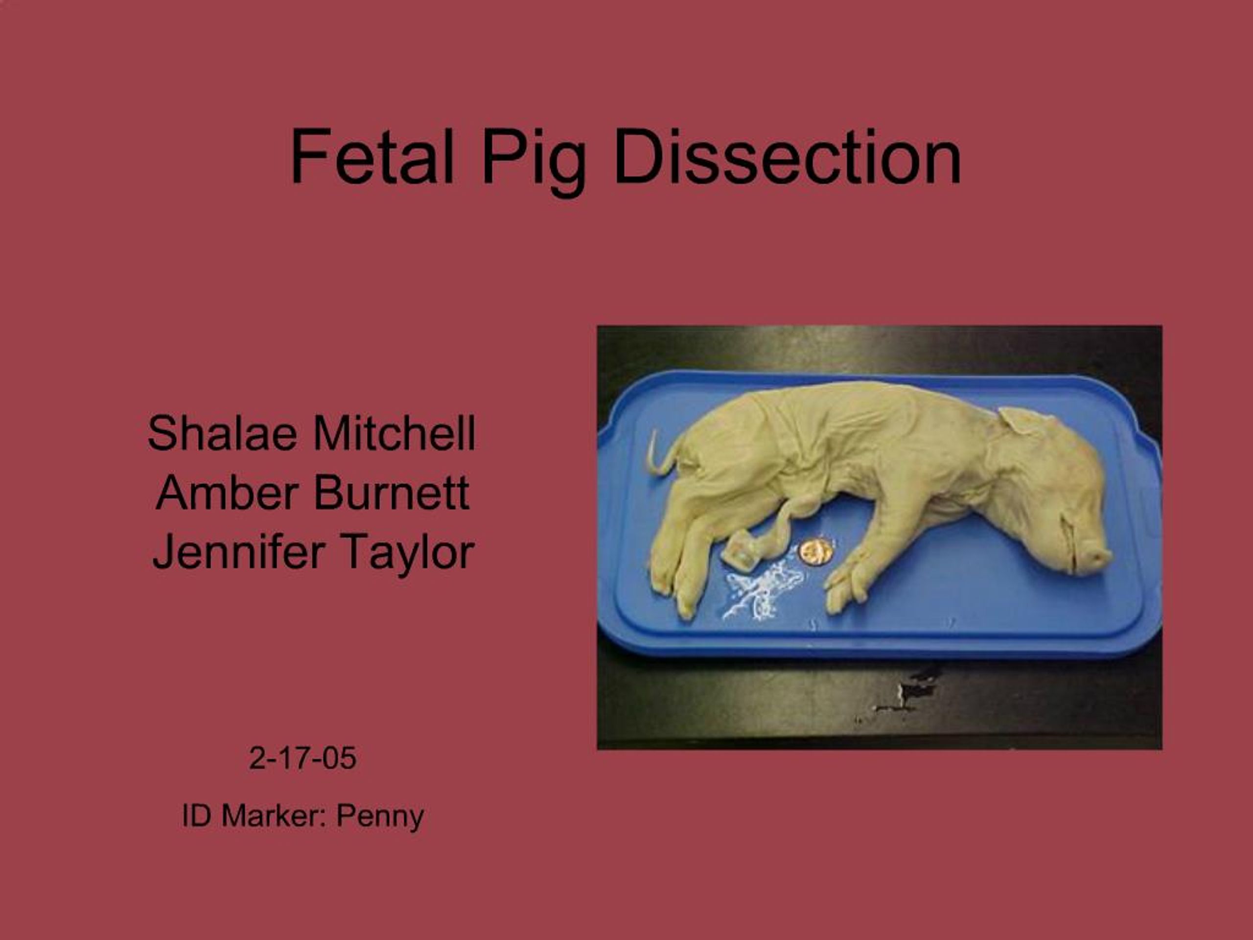 PPT - Fetal Pig Dissection PowerPoint Presentation, free download - ID ...