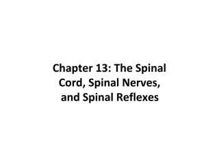 PPT - Chapter 13 The Spinal Cord & Spinal Nerves PowerPoint ...