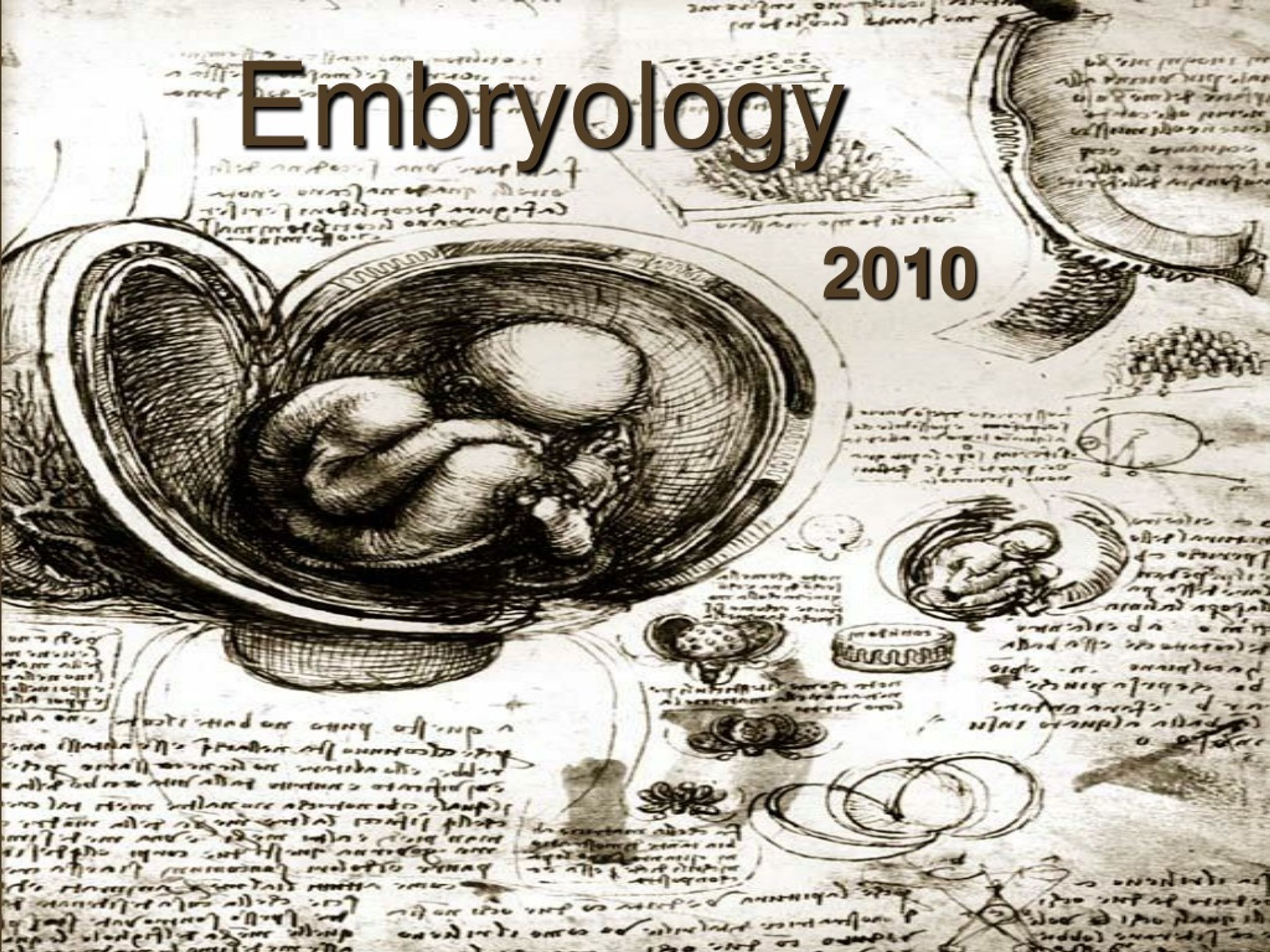 PPT - Embryology PowerPoint Presentation, free download - ID:274794