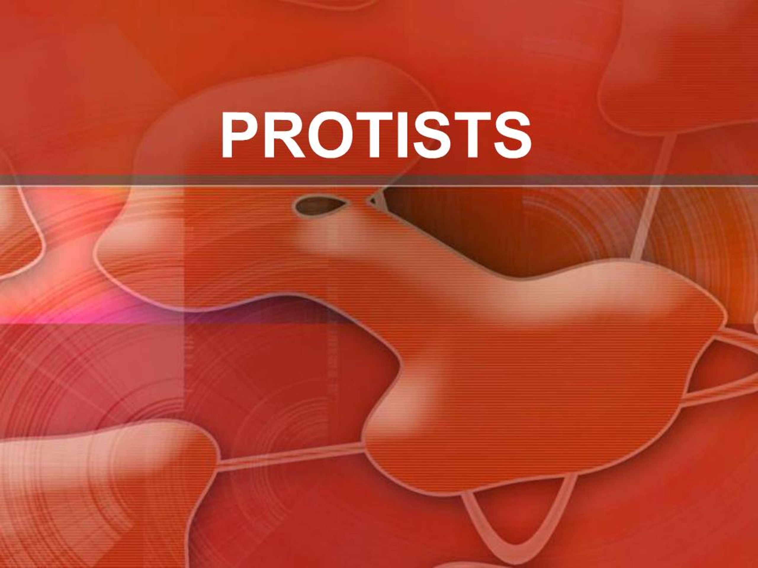 PPT - PROTISTS PowerPoint Presentation, free download - ID:294883