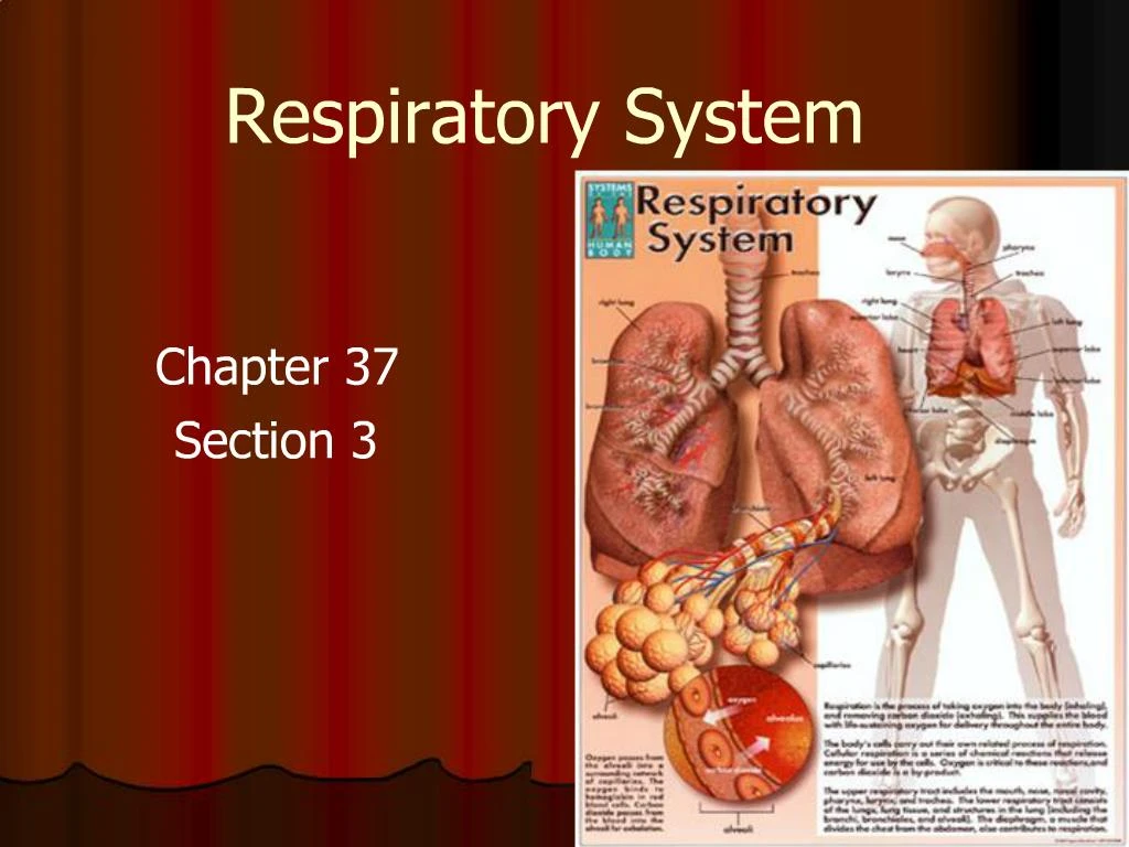 PPT - Respiratory System PowerPoint Presentation, free download - ID:314268
