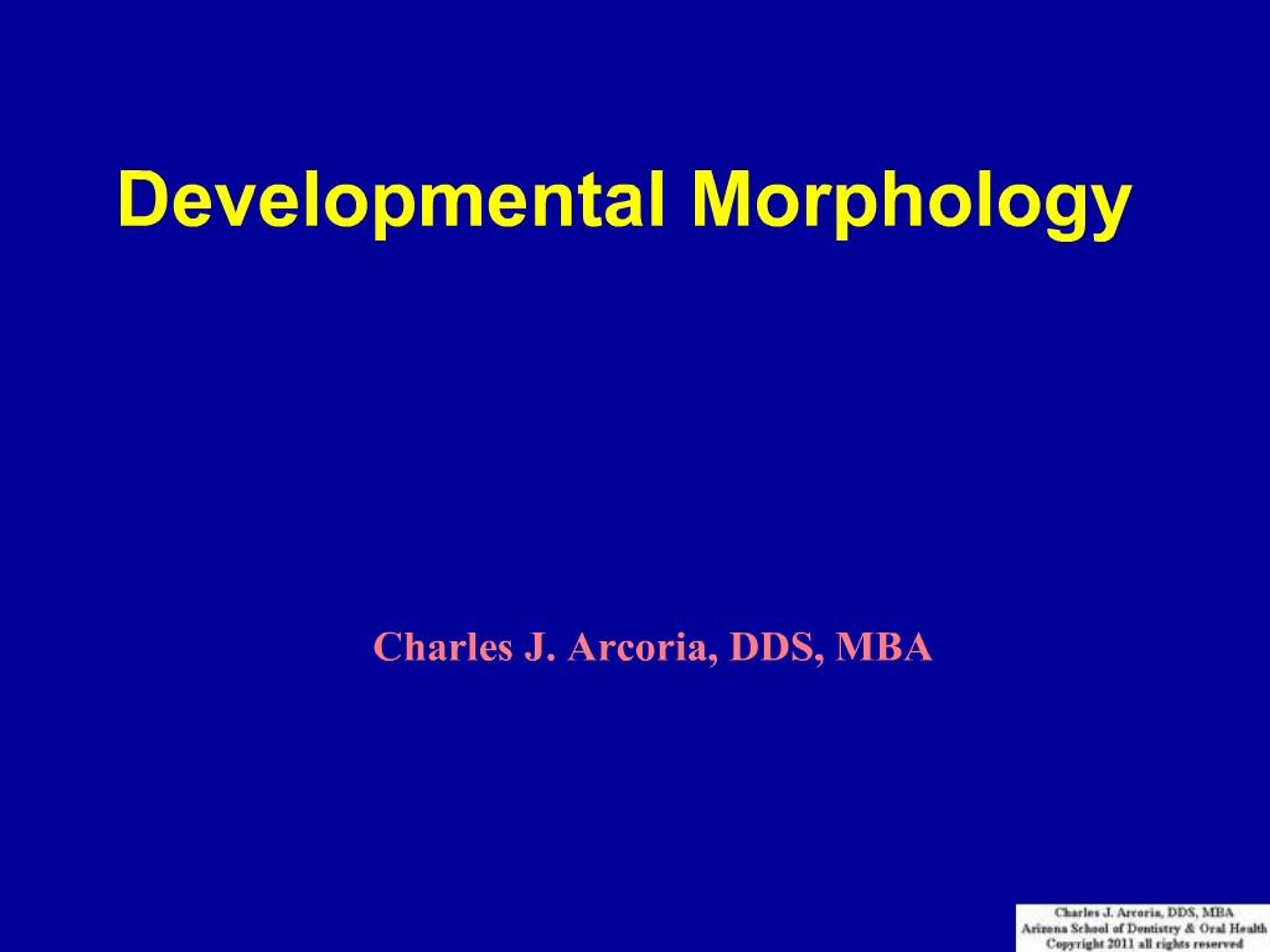 PPT - Developmental Morphology PowerPoint Presentation, free download ...