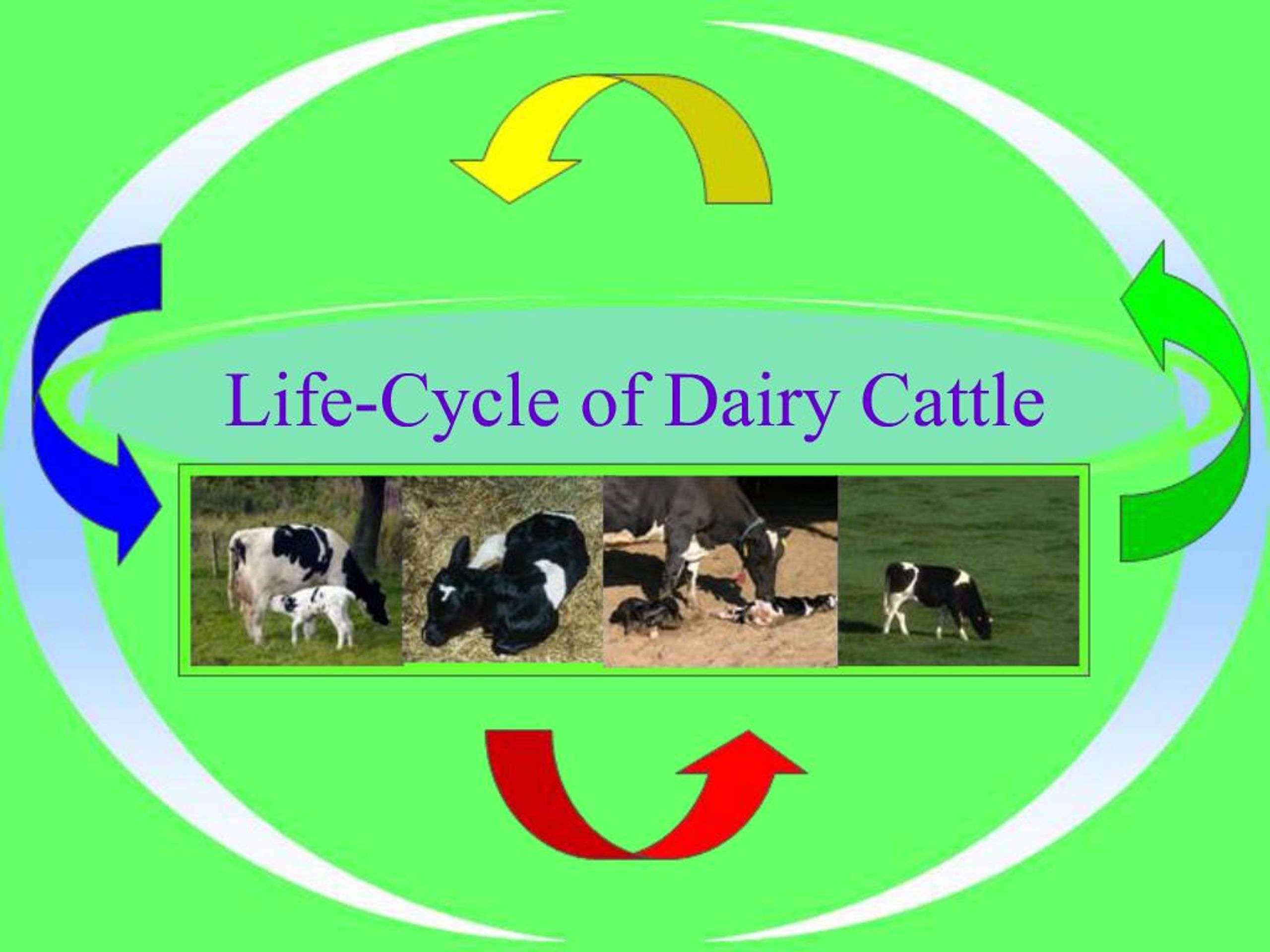 PPT - Life-Cycle of Dairy Cattle PowerPoint Presentation, free download ...