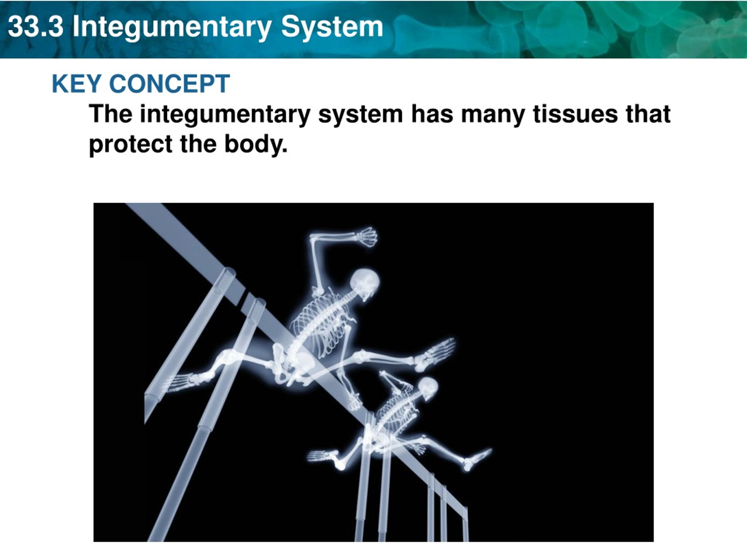 PPT - KEY CONCEPT The integumentary system has many tissues that ...