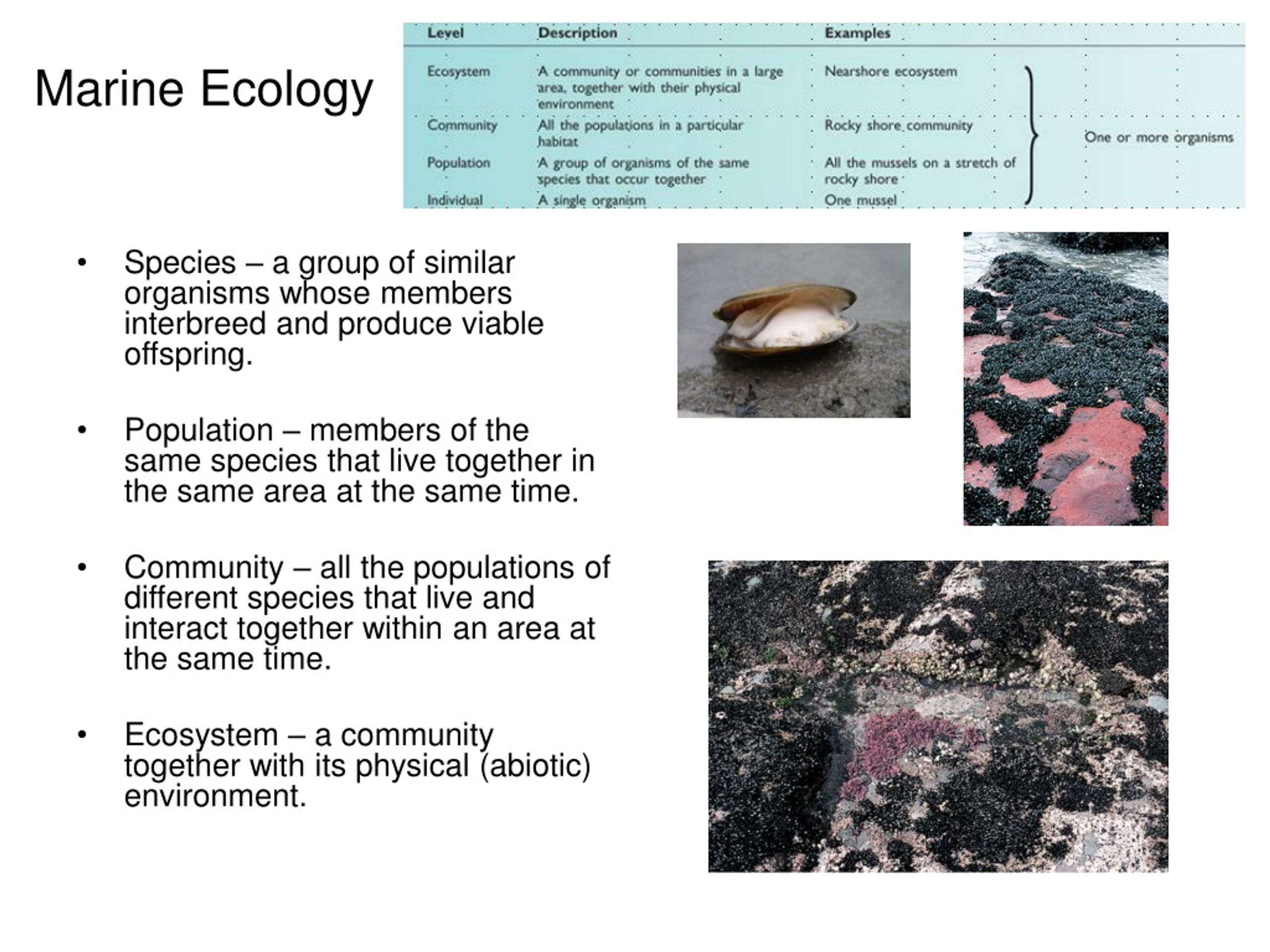 PPT - Marine Ecology PowerPoint Presentation, free download - ID:408063