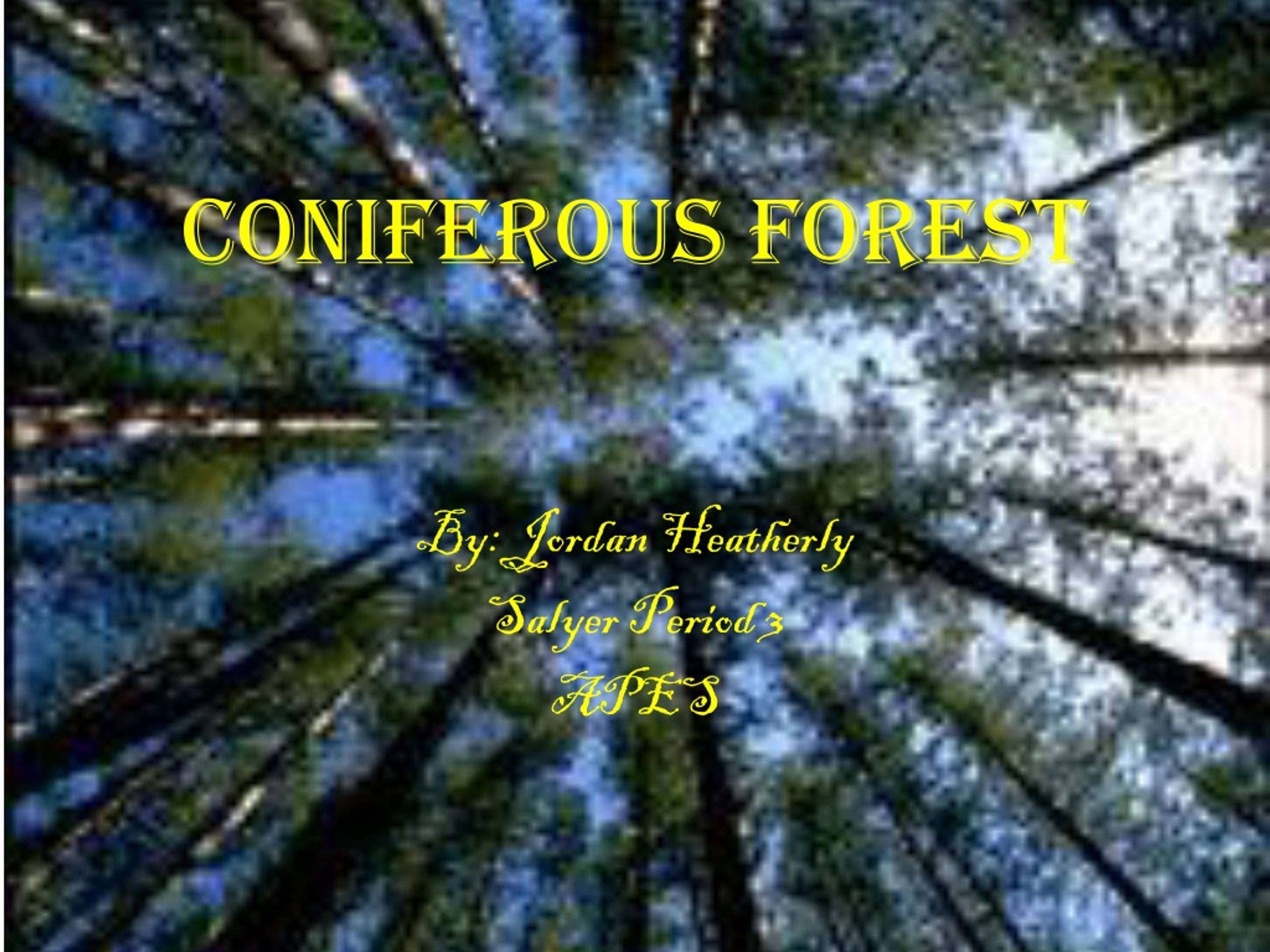 PPT - Coniferous Forest PowerPoint Presentation, free download - ID:414555