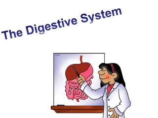 PPT - The Digestive System PowerPoint Presentation, free download - ID ...