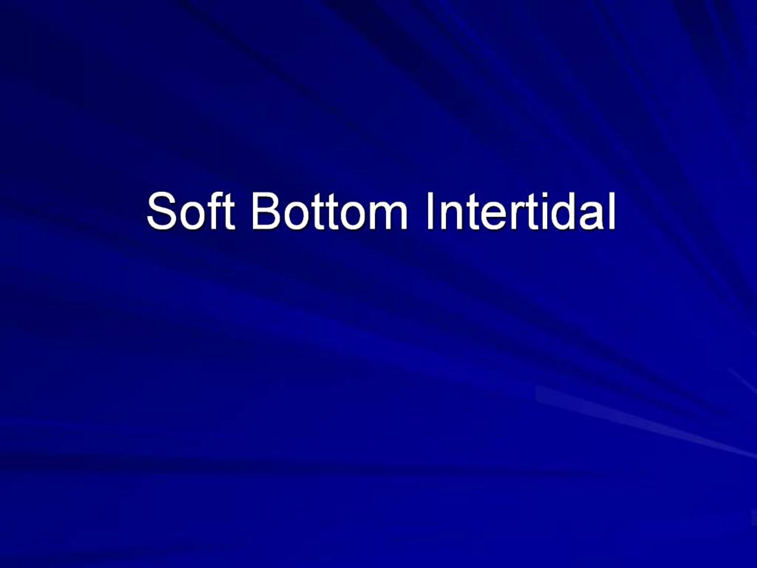 PPT - Soft Bottom Intertidal PowerPoint Presentation, free download ...