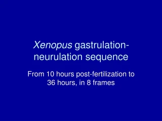 PPT - Neurulation PowerPoint Presentation, free download - ID:1270086