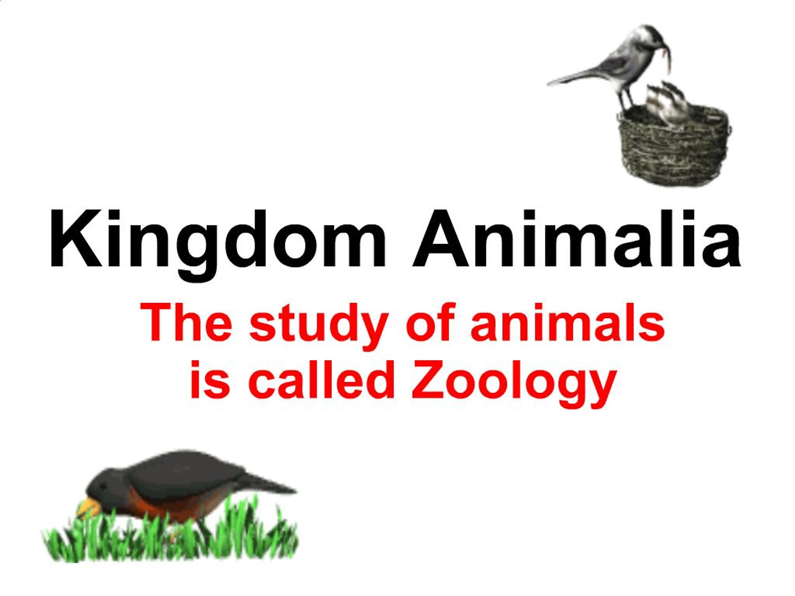 PPT - Kingdom Animalia PowerPoint Presentation, free download - ID:463238