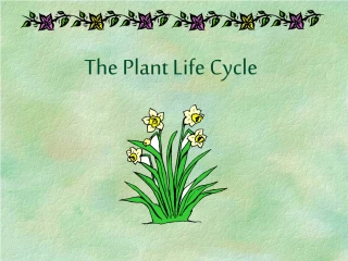PPT - The Life Cycle of a Mung Bean Plant PowerPoint Presentation, free ...