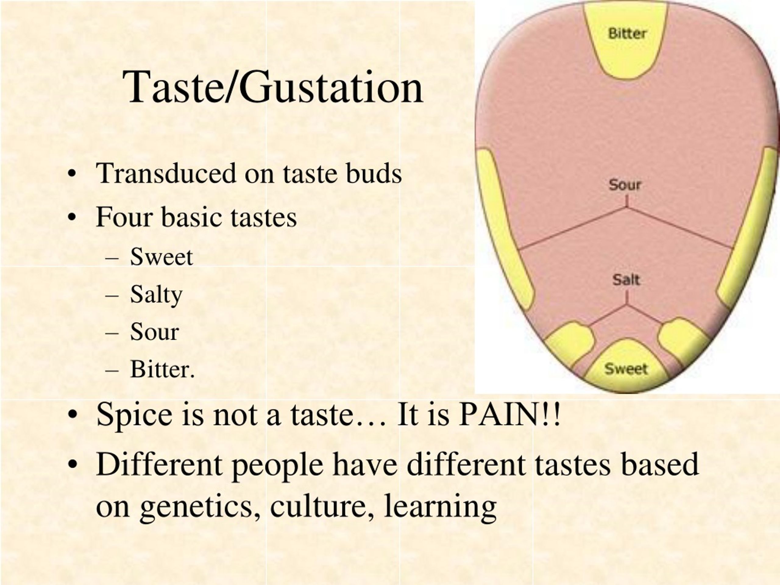 PPT - Taste/Gustation PowerPoint Presentation, free download - ID:467964