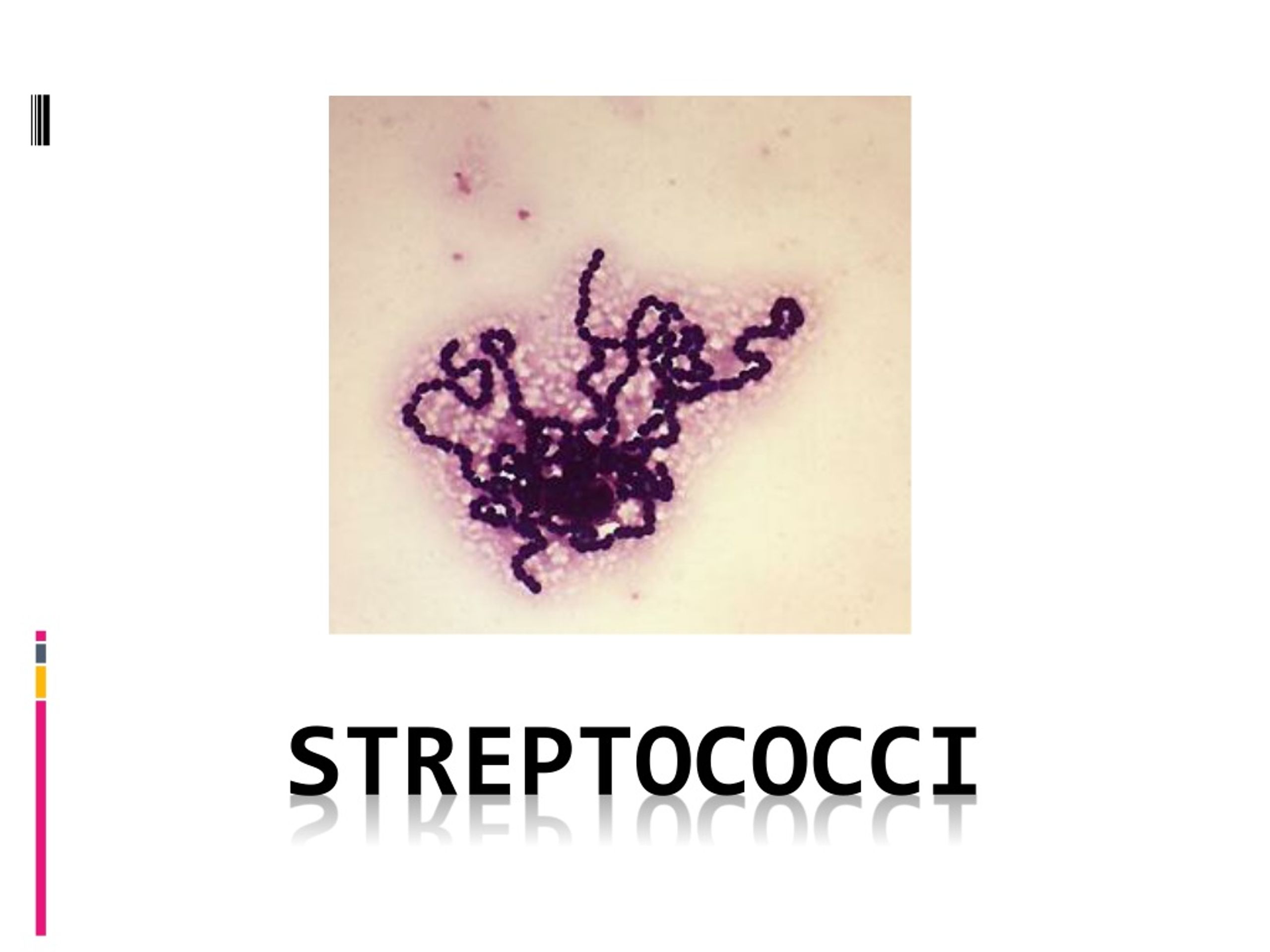 PPT - Streptococci PowerPoint Presentation, free download - ID:469154