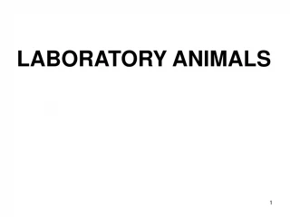 PPT - Common Laboratory animals-Experimental Pharmacology PowerPoint ...