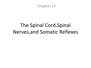 PPT - Spinal Cord Reflexes PowerPoint Presentation, free download - ID ...