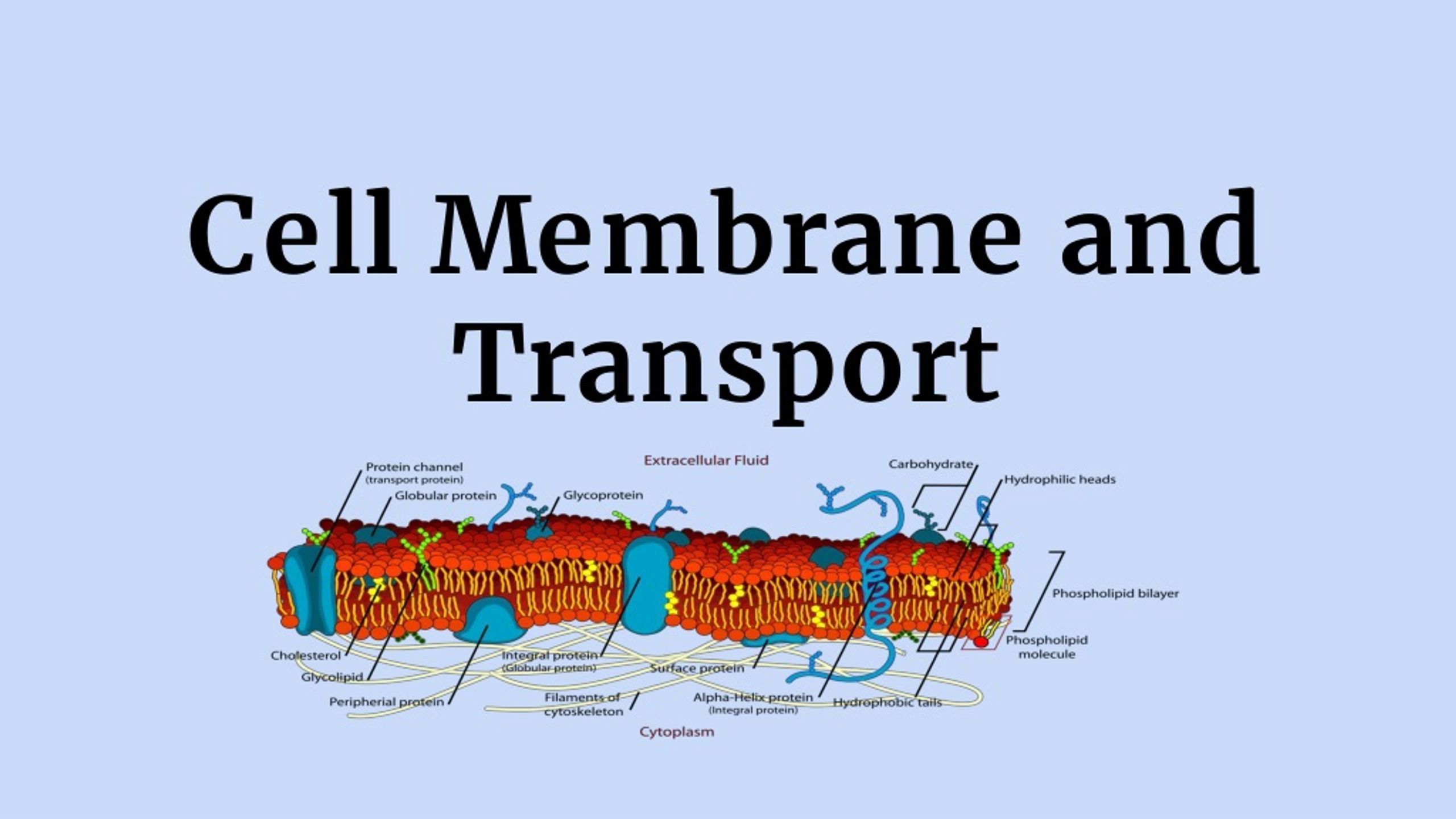 PPT - Cell Membrane and Transport PowerPoint Presentation, free ...