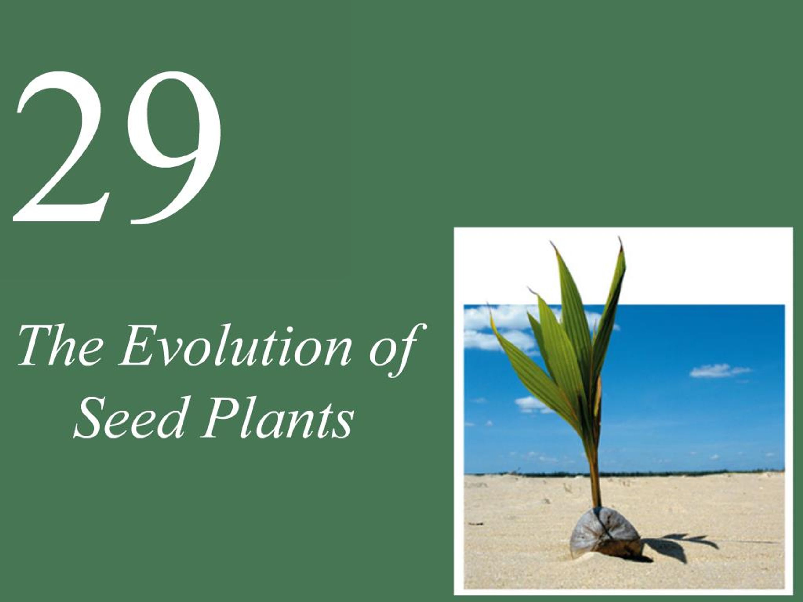 PPT - The Evolution of Seed Plants PowerPoint Presentation, free ...