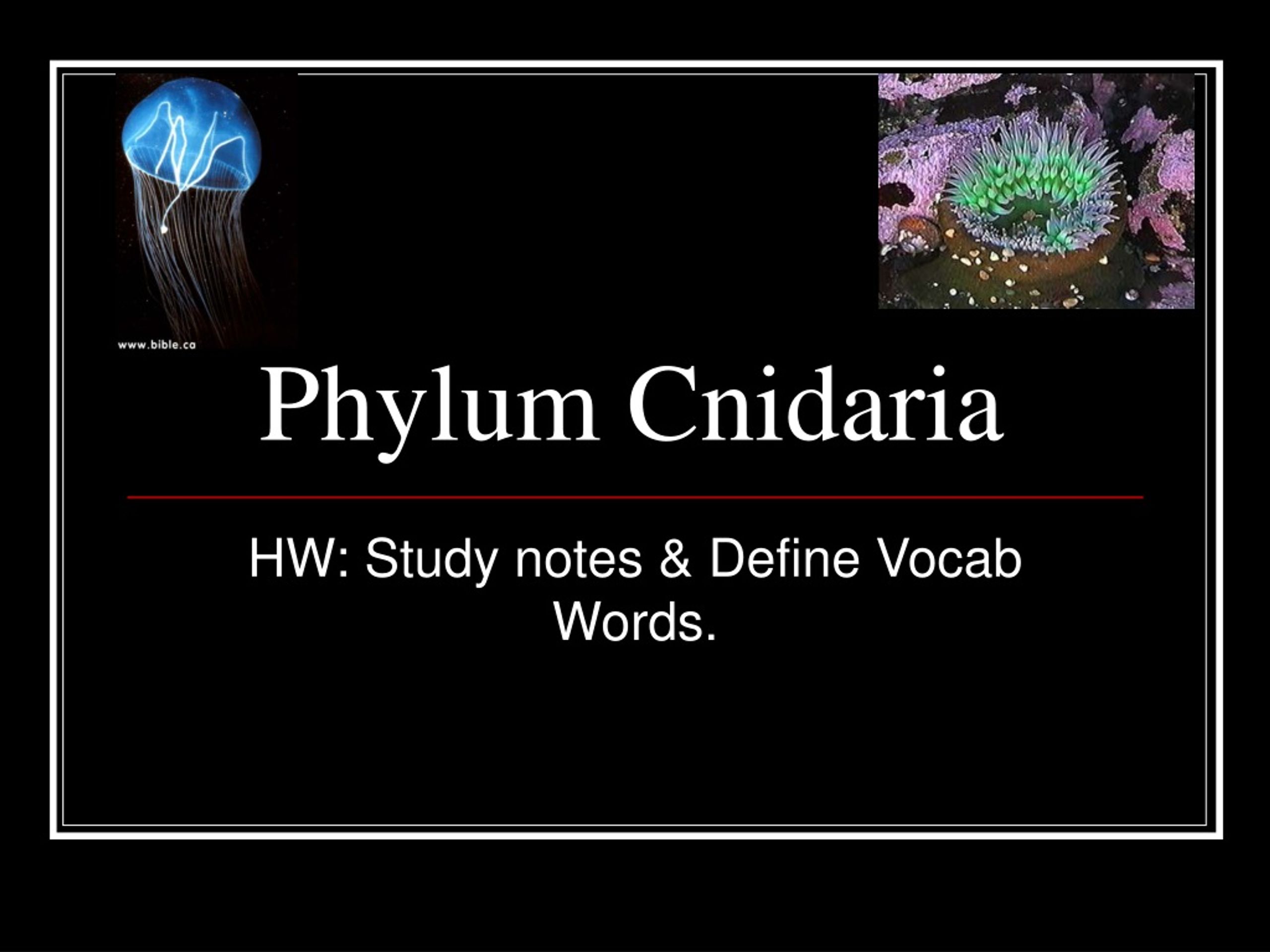 PPT - Phylum Cnidaria PowerPoint Presentation, free download - ID:523647