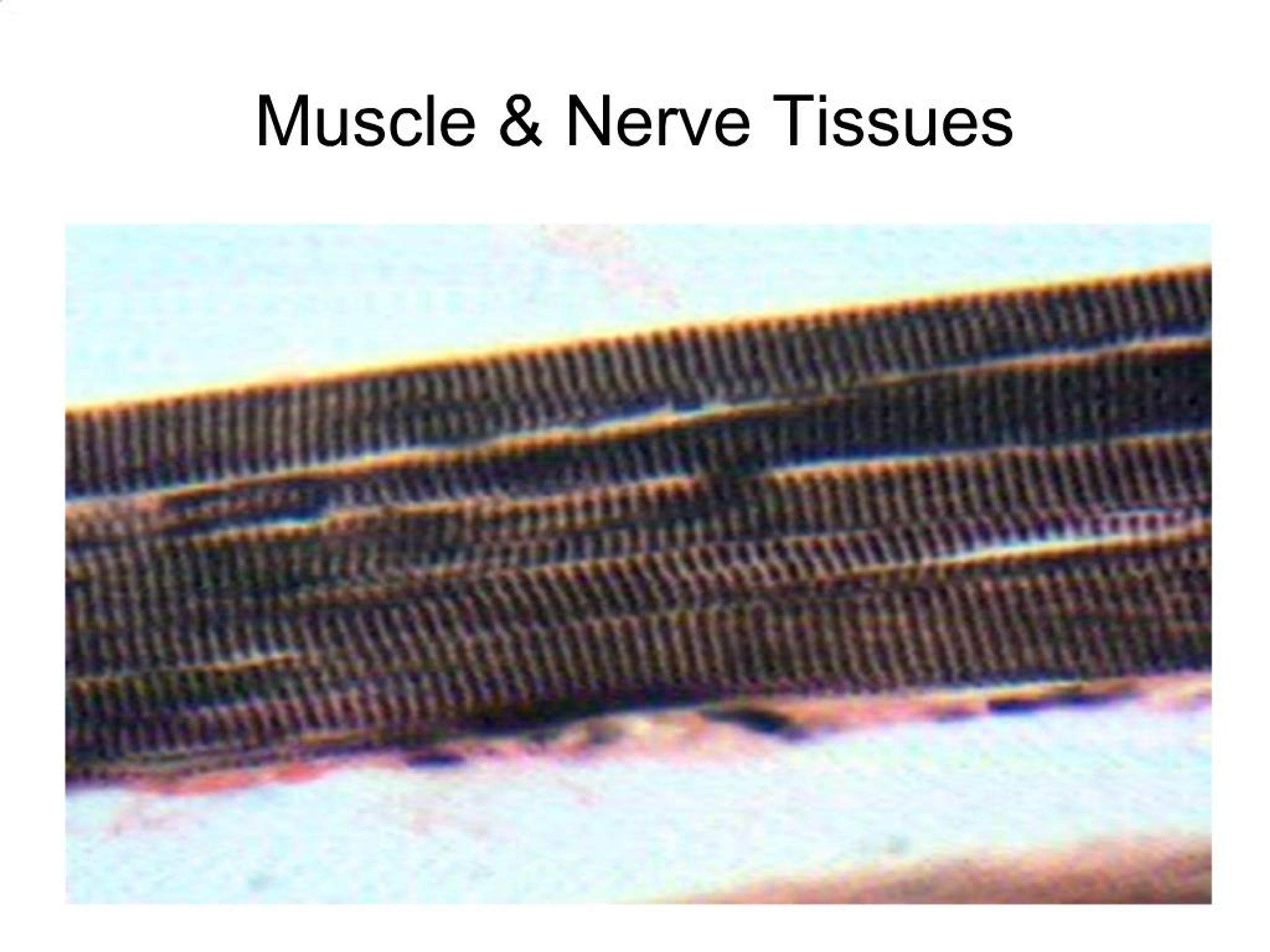PPT - Muscle Nerve Tissues PowerPoint Presentation, free download - ID ...