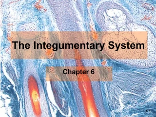 PPT - The Integumentary System PowerPoint Presentation, free download ...