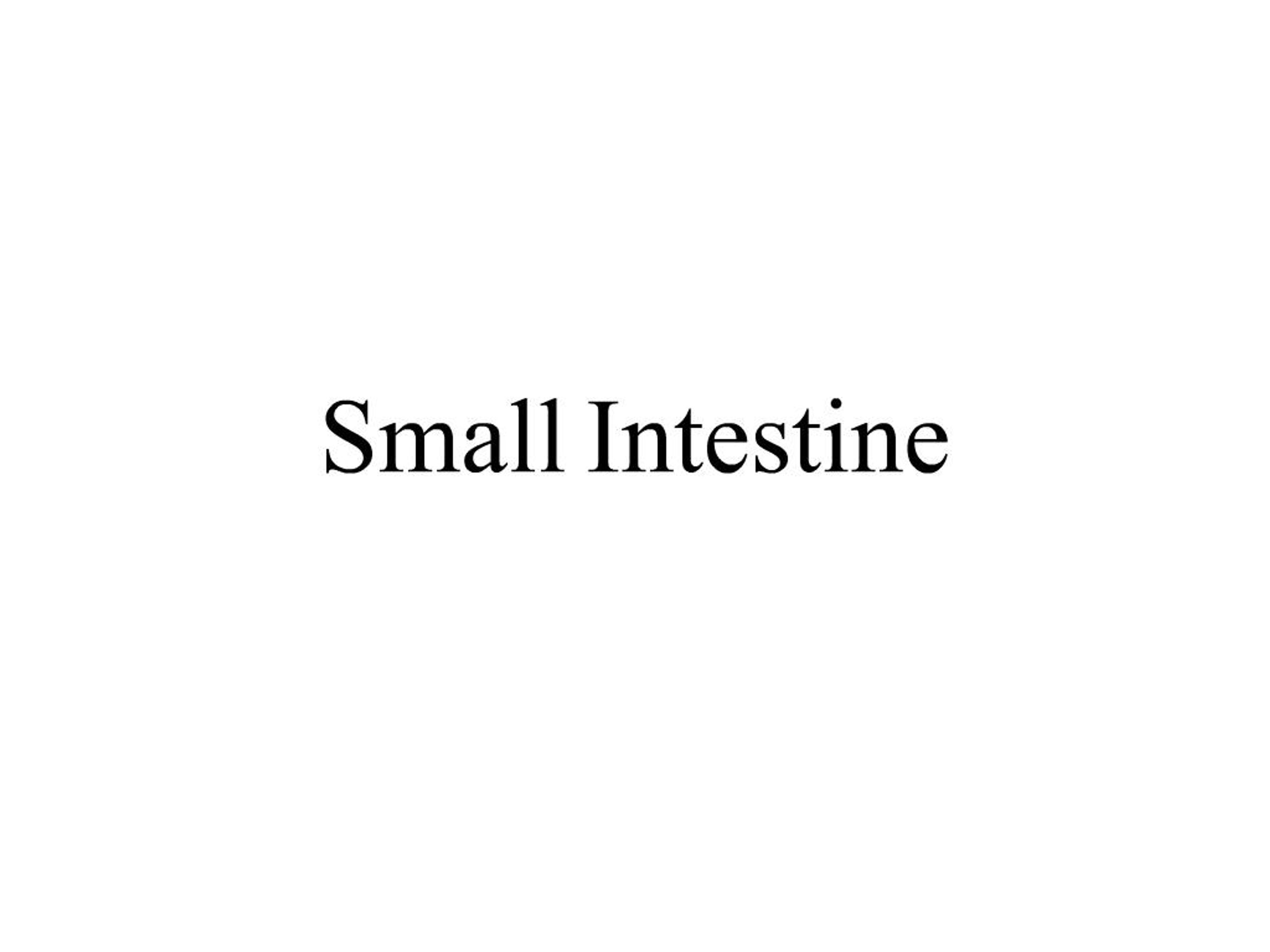 PPT - Small Intestine PowerPoint Presentation, free download - ID:544156