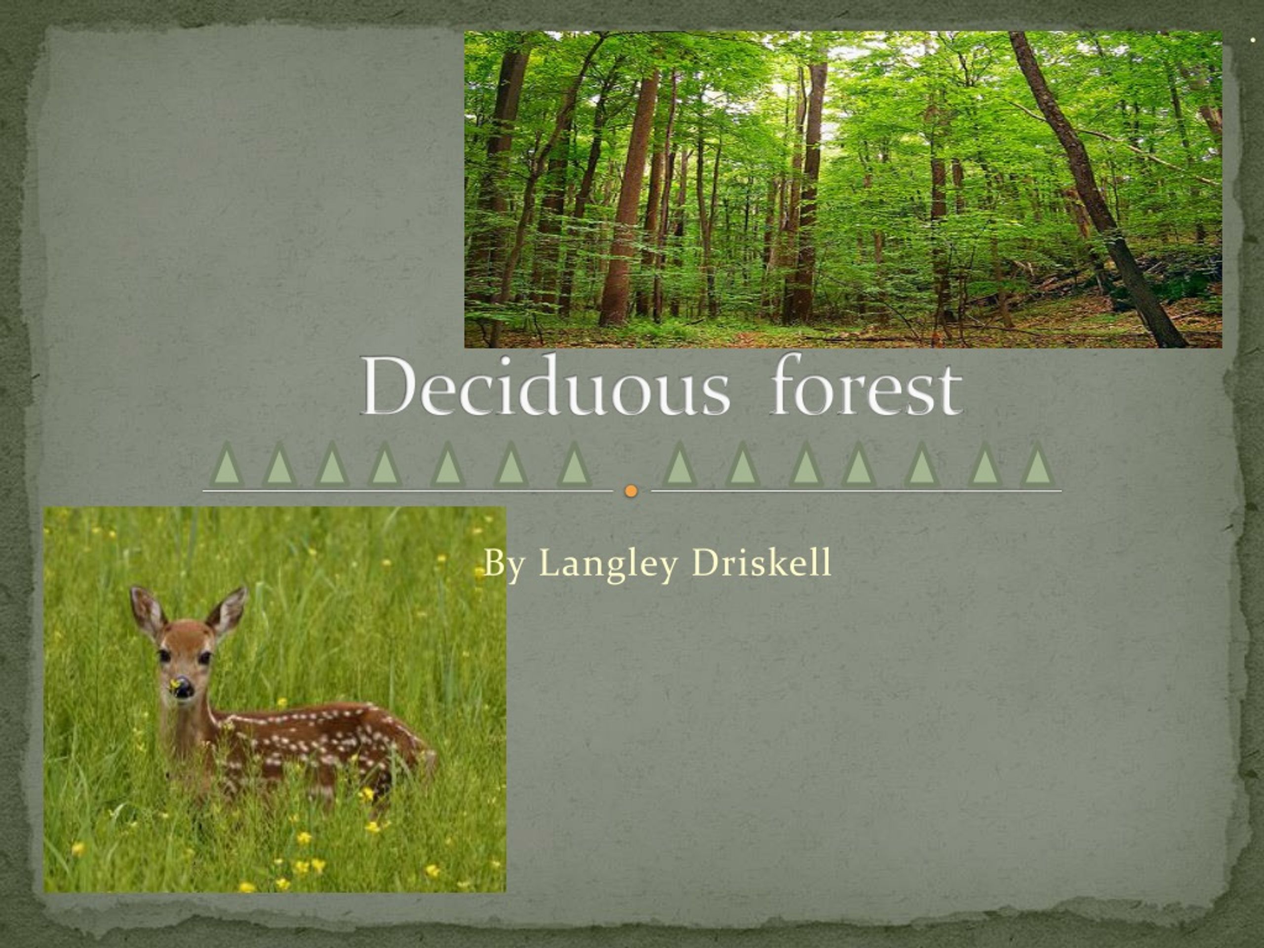 PPT - Deciduous forest PowerPoint Presentation, free download - ID:551308