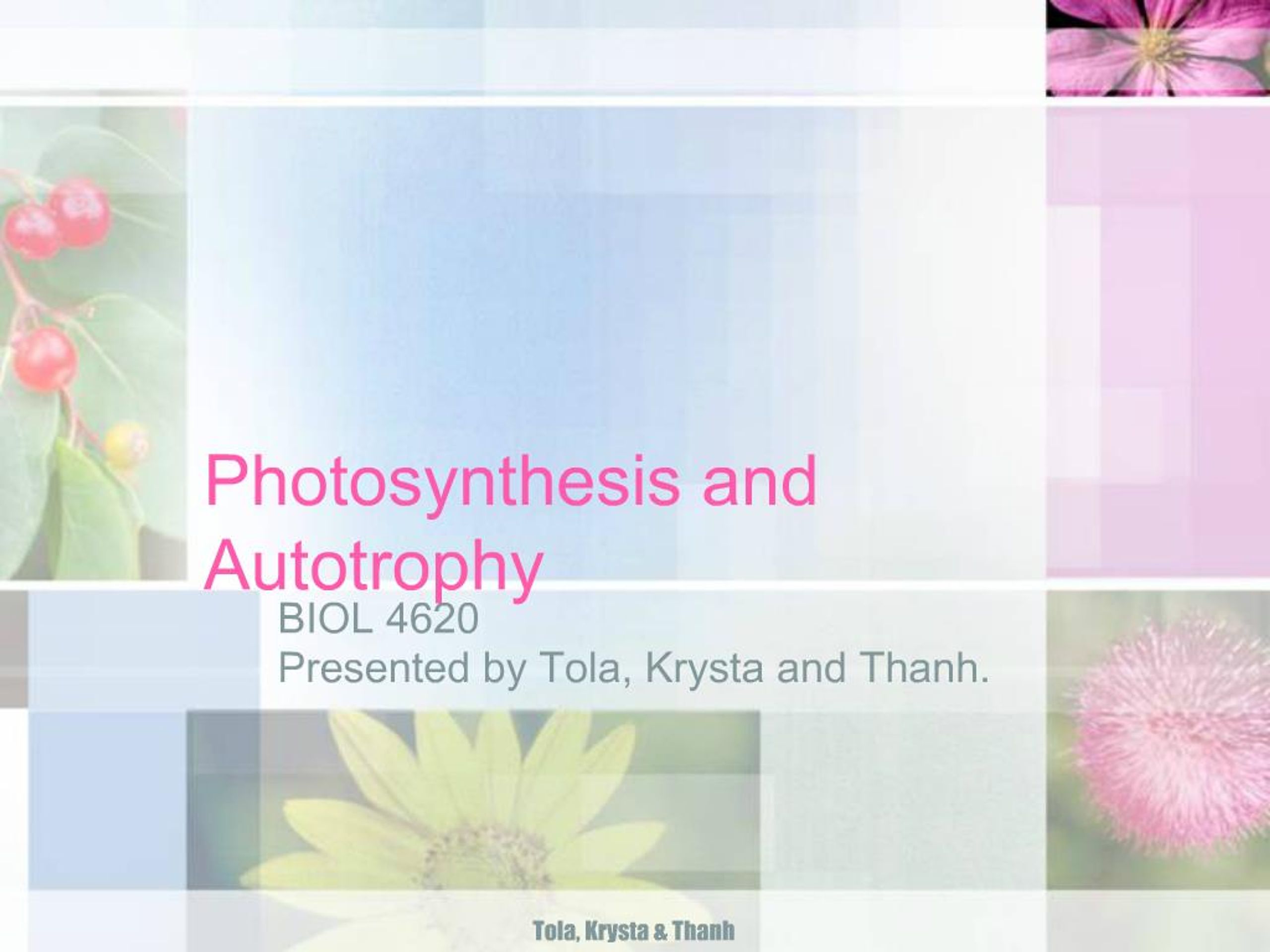 PPT - Photosynthesis and Autotrophy PowerPoint Presentation, free ...