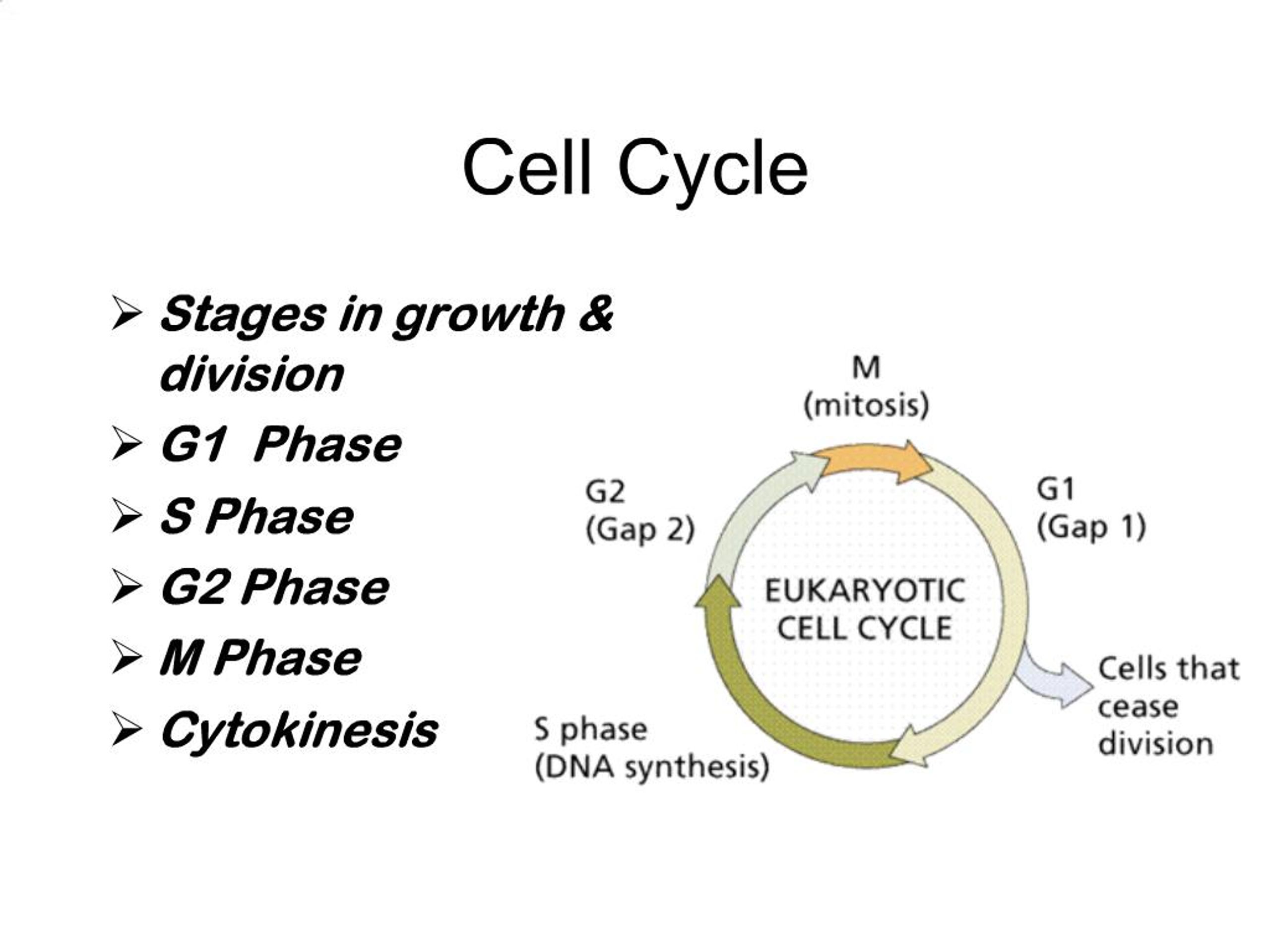 PPT - Cell Cycle PowerPoint Presentation, free download - ID:558364