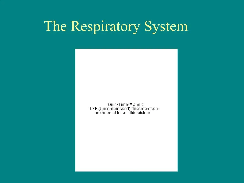 PPT - The Respiratory System PowerPoint Presentation, free download ...