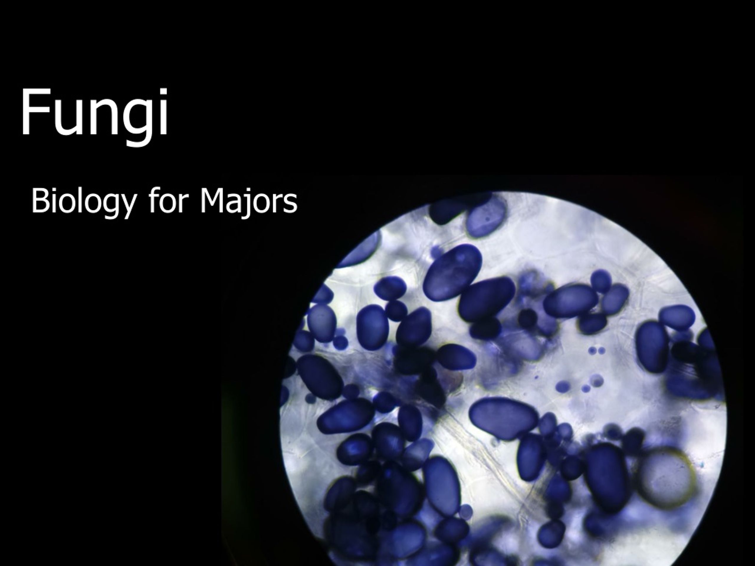 PPT - Fungi PowerPoint Presentation, free download - ID:580768