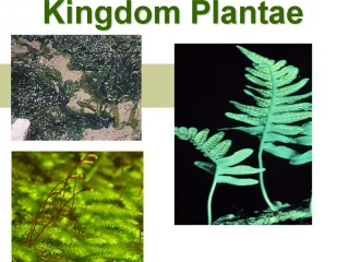 PPT - KINGDOM PLANTAE PowerPoint Presentation, free download - ID:226619