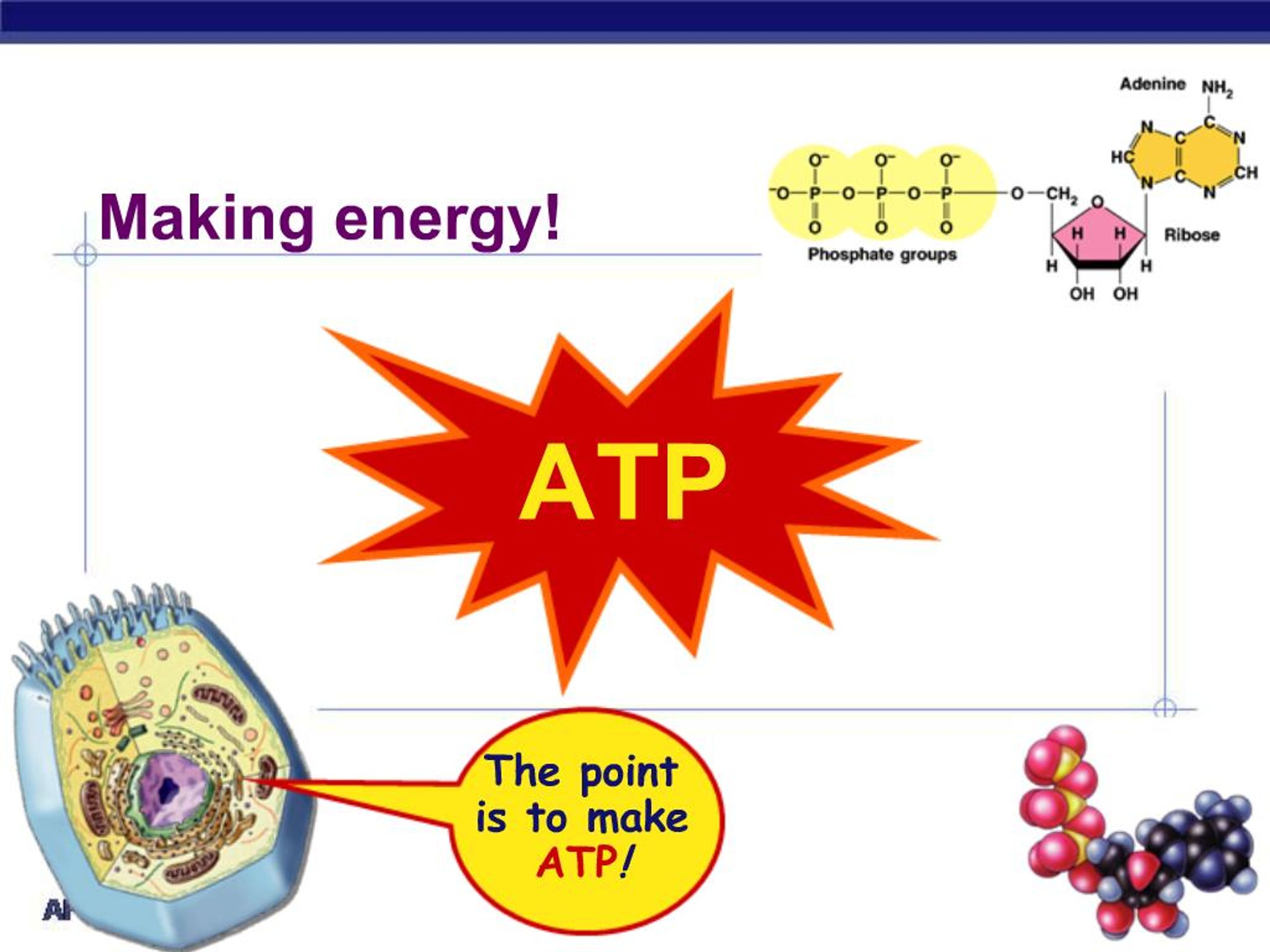 PPT - ATP PowerPoint Presentation, free download - ID:592483