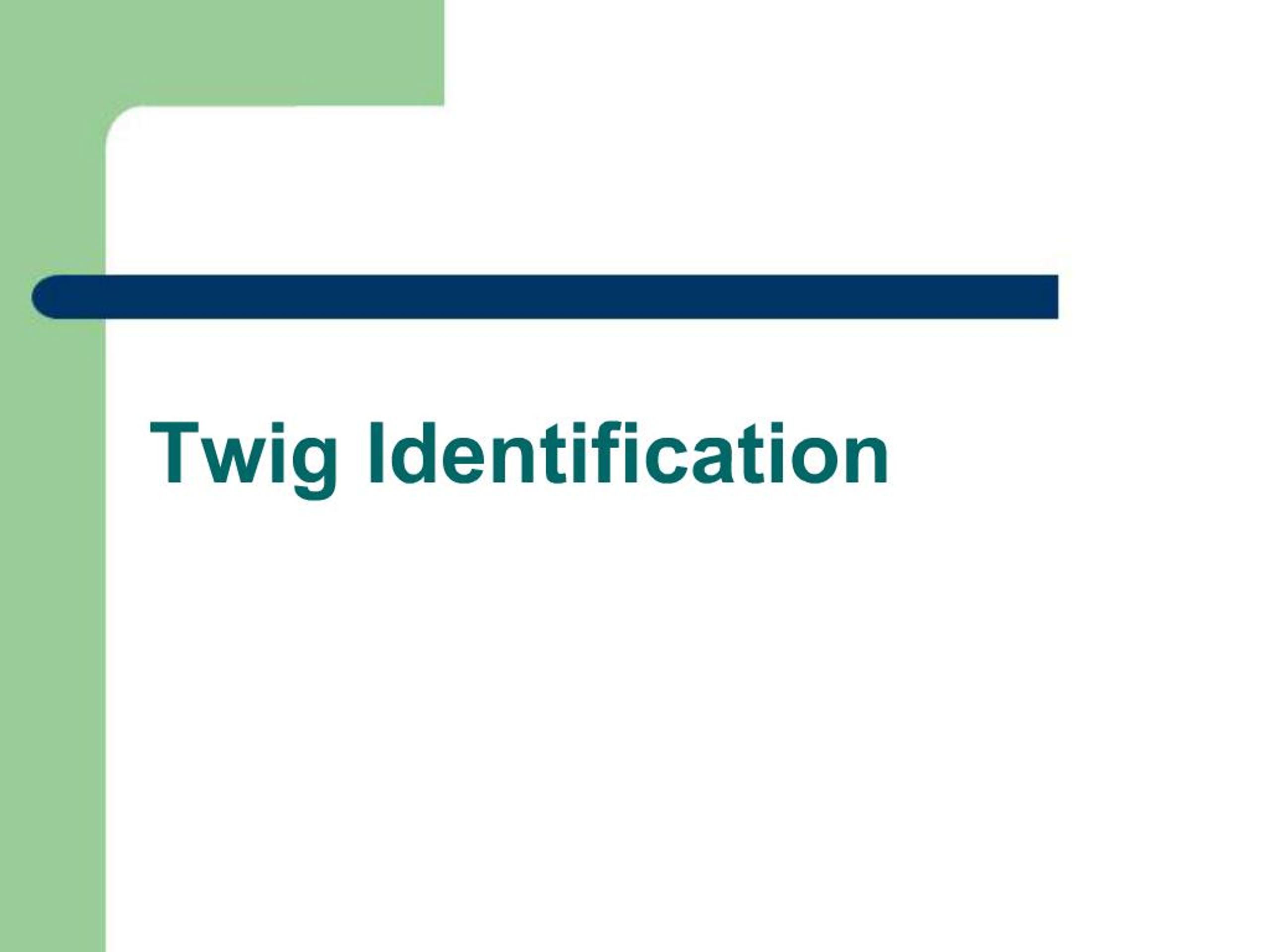 PPT - Twig Identification PowerPoint Presentation, free download - ID ...